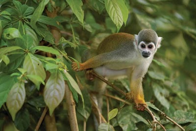 Squirrel Monkeys In Trees