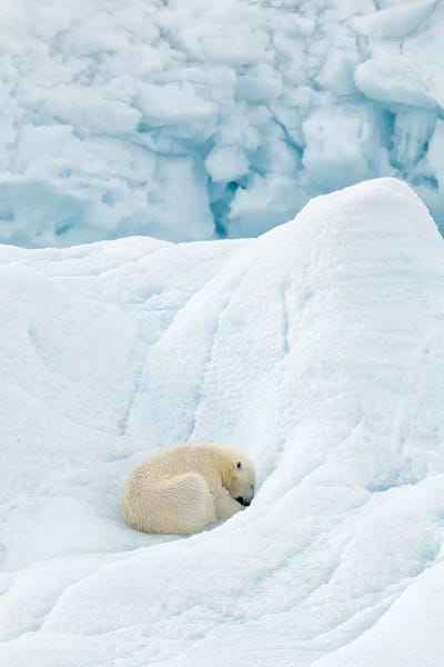 Where Do Polar Bears Sleep