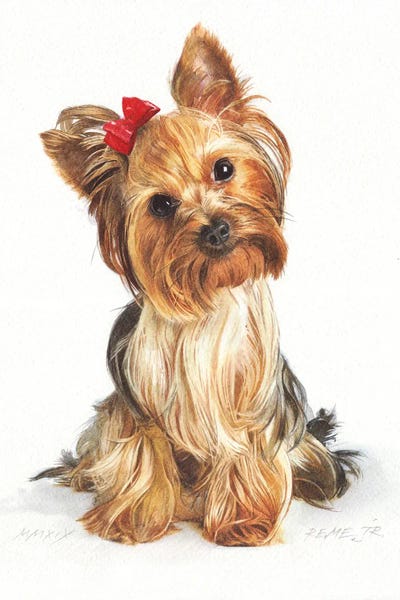Easy Yorkie Drawing