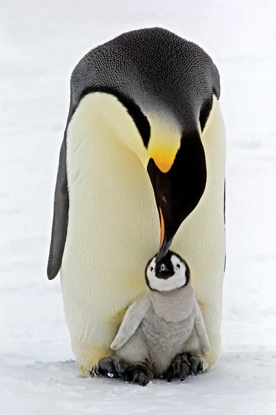 Baby Emperor Penguin Being Fed