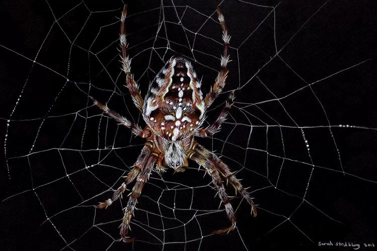 Spider Web Canvas Wall Art by MScottPhotography | iCanvas