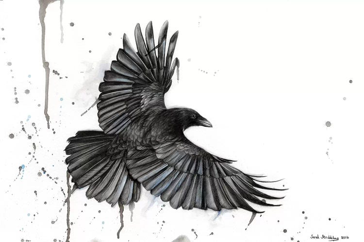 Raven Fly Canvas Wall Art by Sarah Stribbling | iCanvas