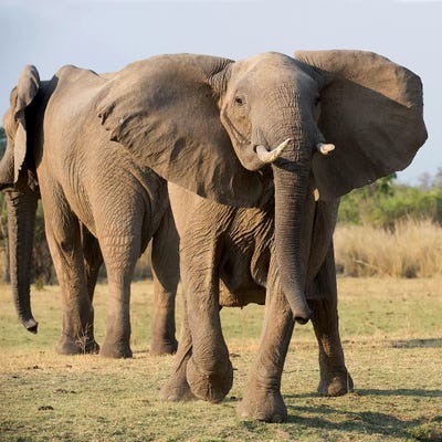 Charging Elephant Drawing