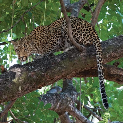 Smoking Leopard Canvas Art Print by Goran Anastasovski | iCanvas