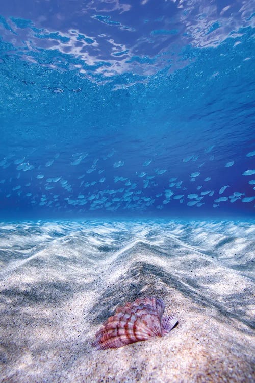 Nautilus Shell IIIA Canvas Wall Art by Kathy Morton Stanion | iCanvas