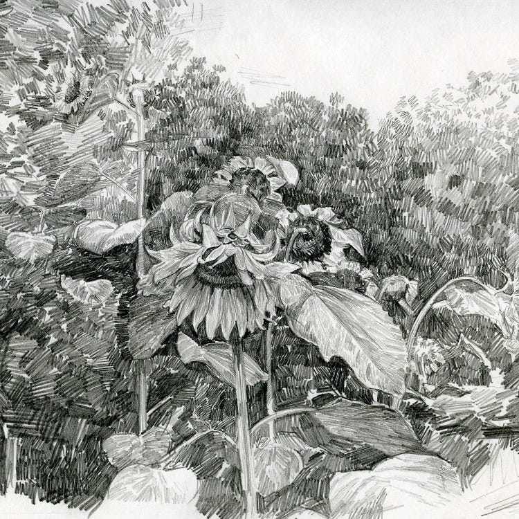 Sunflowers Monochrome Canvas Wall Art by Simon Kozhin | iCanvas