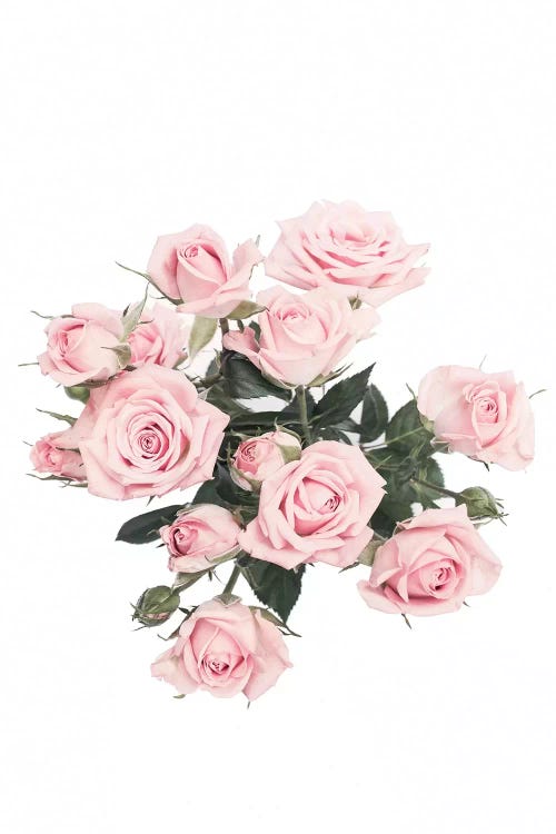 Pink Roses Canvas Wall Art by Sisi & Seb | iCanvas