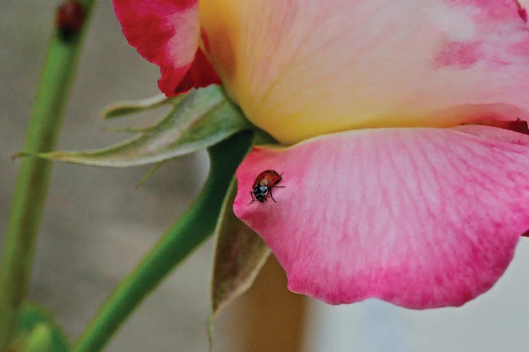 Ladybug On A Rose II Canvas Wall Art by Susan Vizvary | iCanvas