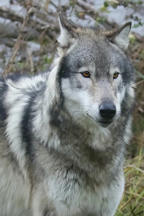 Grey Wolf II Canvas Wall Art by Steve Toole | iCanvas