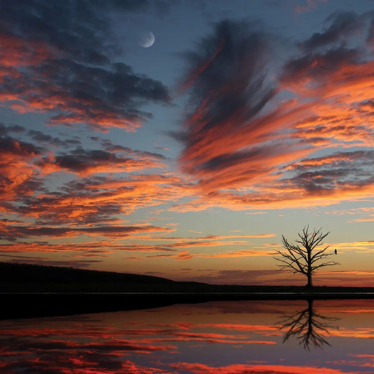 Dreamscape Canvas Wall Art by Steve Toole | iCanvas