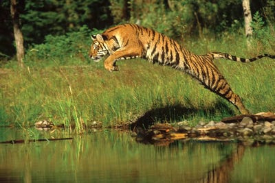 Bengal Tiger Leaping