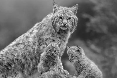 Black Bobcat Kitten