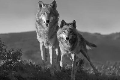 Two Wolves Black And White
