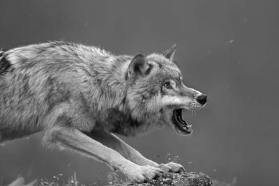 White Wolf Growl