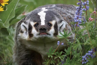 American Badger Eating