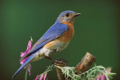 Red Breasted Blue Bird