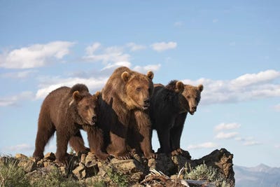 Grizzly Bear Family