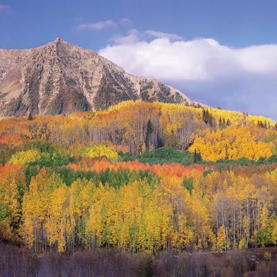 Aspen trees in a forest, Aspen, Pitkin County, Colorado, U - Art Print