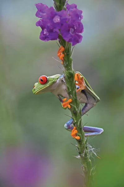 Red Eyed Tree Frog Climbing