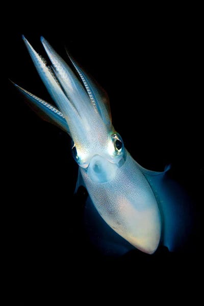 Bigfin Reef Squid Drawing