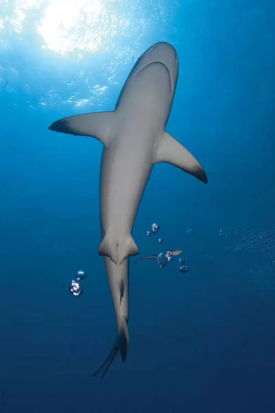 Remora And Shark Together Drawing