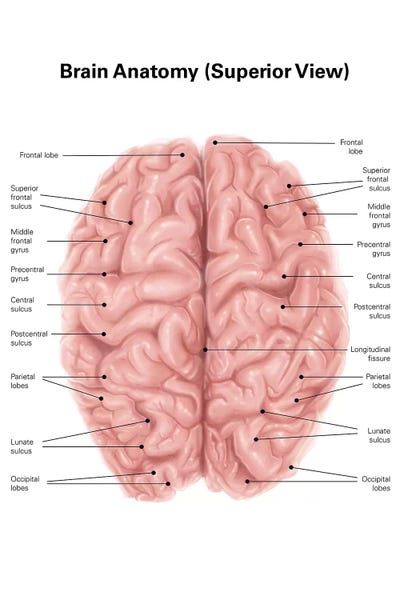 Brain Superior View Labeled