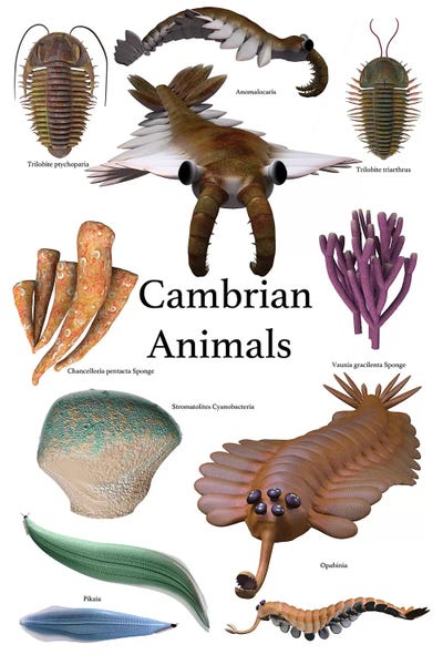 Prehistoric Marine Life Poster