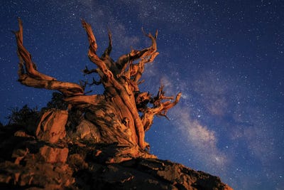 Bristlecone Pine Art