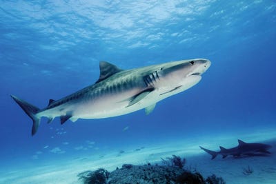 Shark Pictures To Print