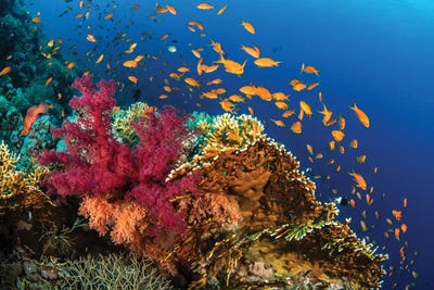 Soft Corals And Hard Corals