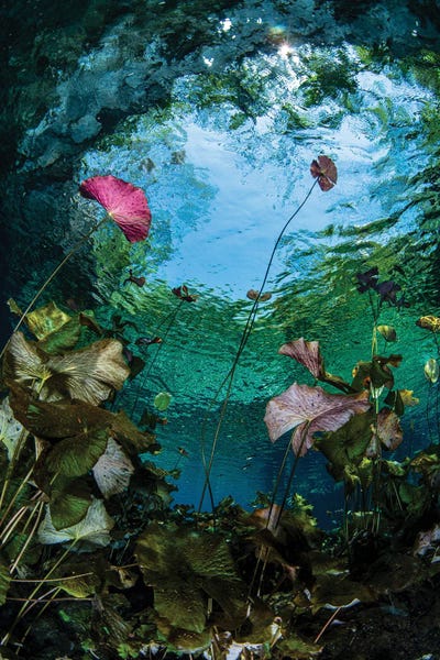 Lily Pads Underwater