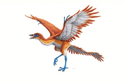 Jurassic Period Archaeopteryx