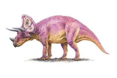 Triceratops Dinosaur, Side View On Wh - Canvas Art | Esther van Hulsen