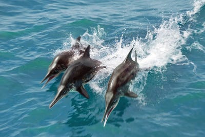 Dolphin Surreal Canvas Wall Art by Barrett Biggers | iCanvas