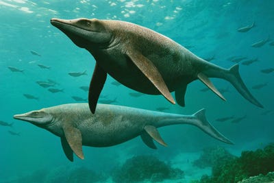 Underwater Canvas Wall Art