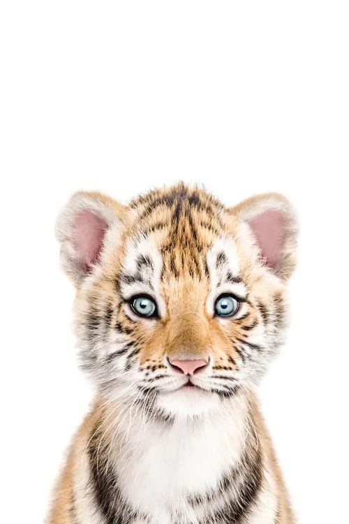 Baby Tiger Canvas Wall Art by Goran Anastasovski | iCanvas