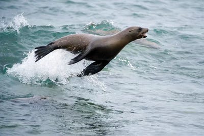 Sea Lions Jumping