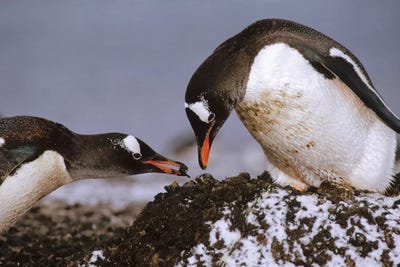 Gentoo Penguins Pebble