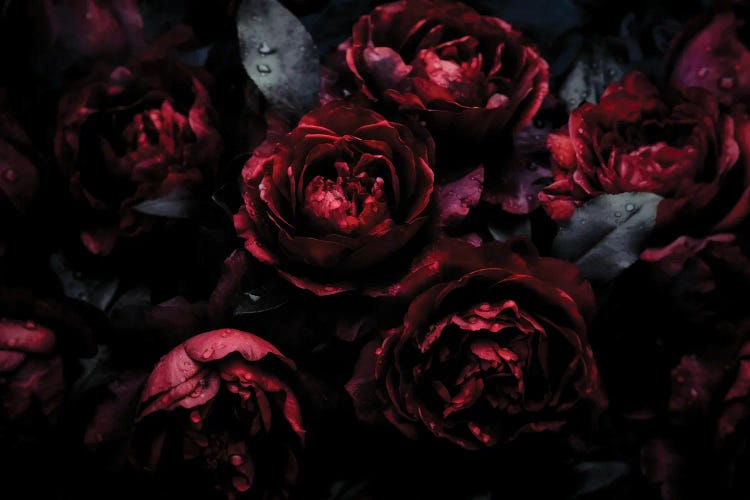 Dark Red Vintage Roses Canvas Wall Art by UtArt | iCanvas