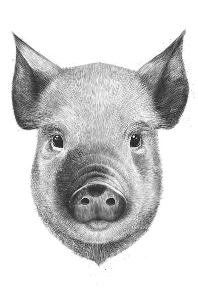 How To Draw A Realistic Pig Step By Step