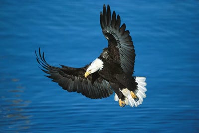 Eagle Flying Over Water