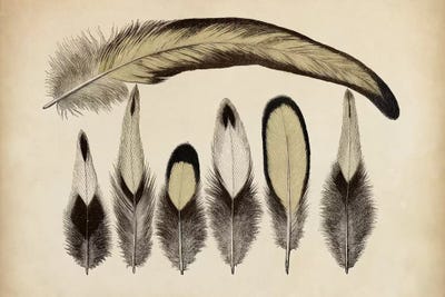Native American Feather Drawings