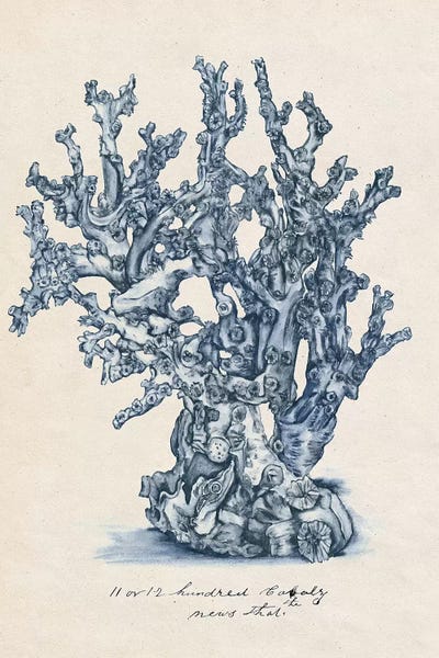 Coral Scientific Illustration