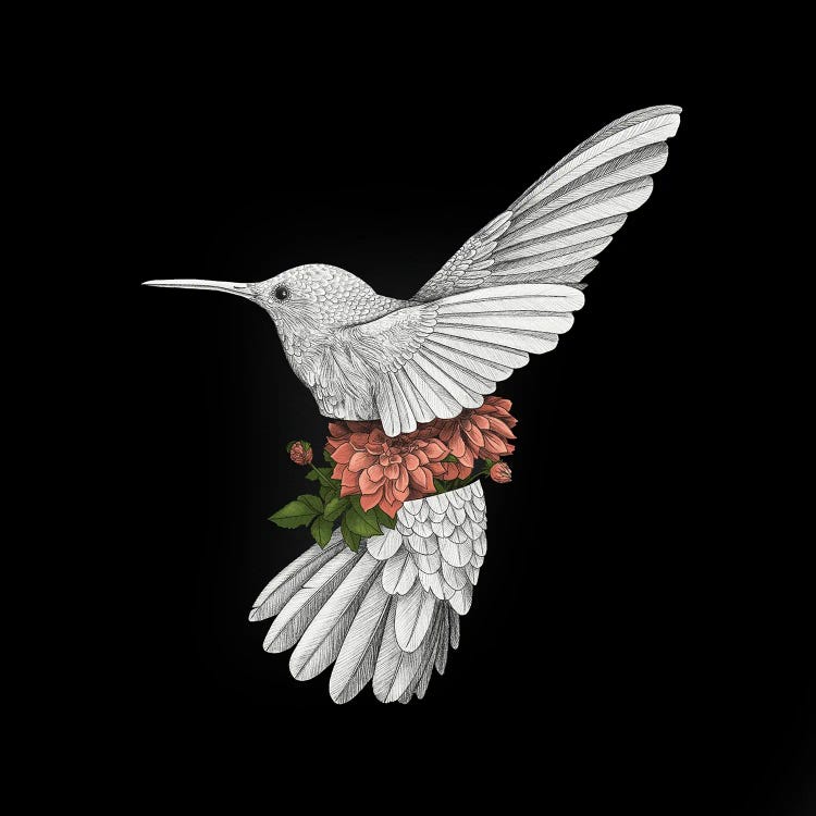 Hummingbird Black Background Canvas Wall Art by Yanin Ruibal | iCanvas