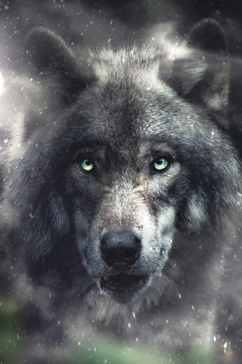 The Hungry Wolf Canvas Wall Art by Zenja Gammer | iCanvas