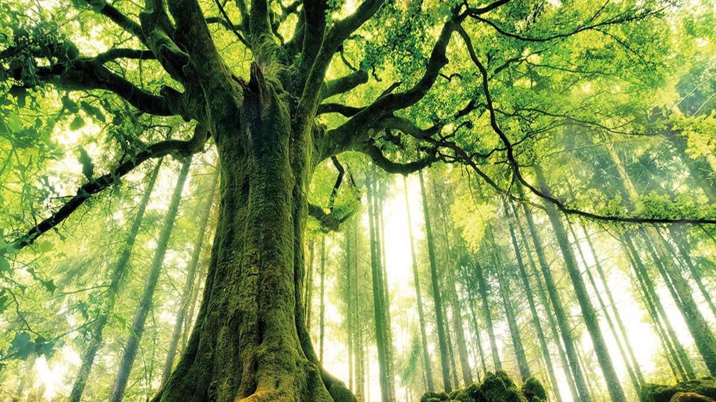 Beech Tree Art: Canvas Prints & Wall Art | iCanvas