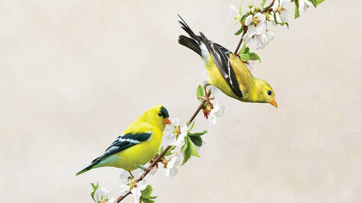 Finch Art - Canvas Prints & Wall Art | iCanvas