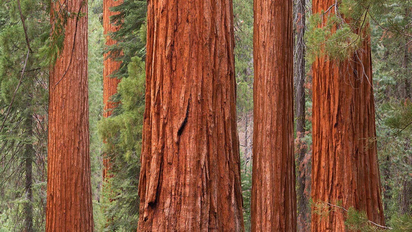 Nature Close-Up Art - Canvas Prints (2) & Wall Art | iCanvas