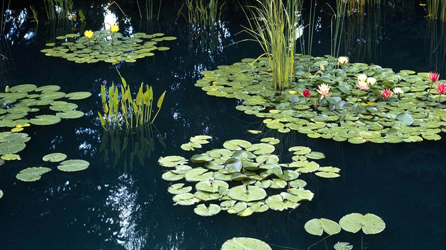 Pond Art - Canvas Prints (9) & Wall Art | iCanvas