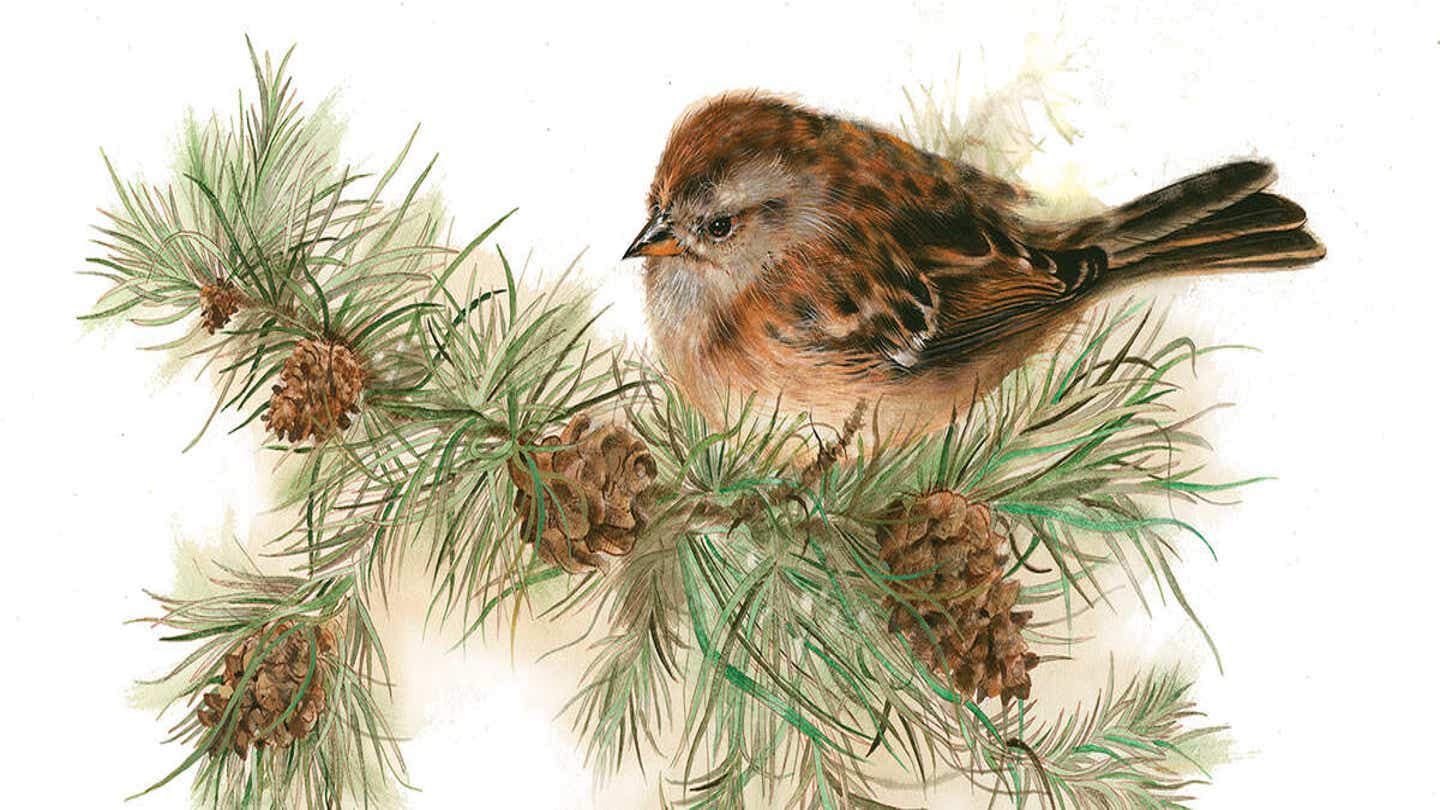Sparrow Art: Canvas Prints & Wall Art | iCanvas